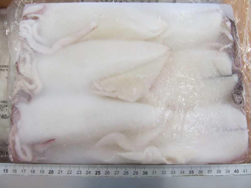 CALAMARO DEL PACIFICO U5 BLOCCO JAPAN GRADE PULITO CONGELATO UROTEUTHIS ...