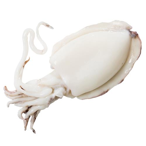 SEPPIA MAROCCO -100 ONDAMAR IQF CONGELATO SEPIA OFFICINALIS Z/FAO 34 ...